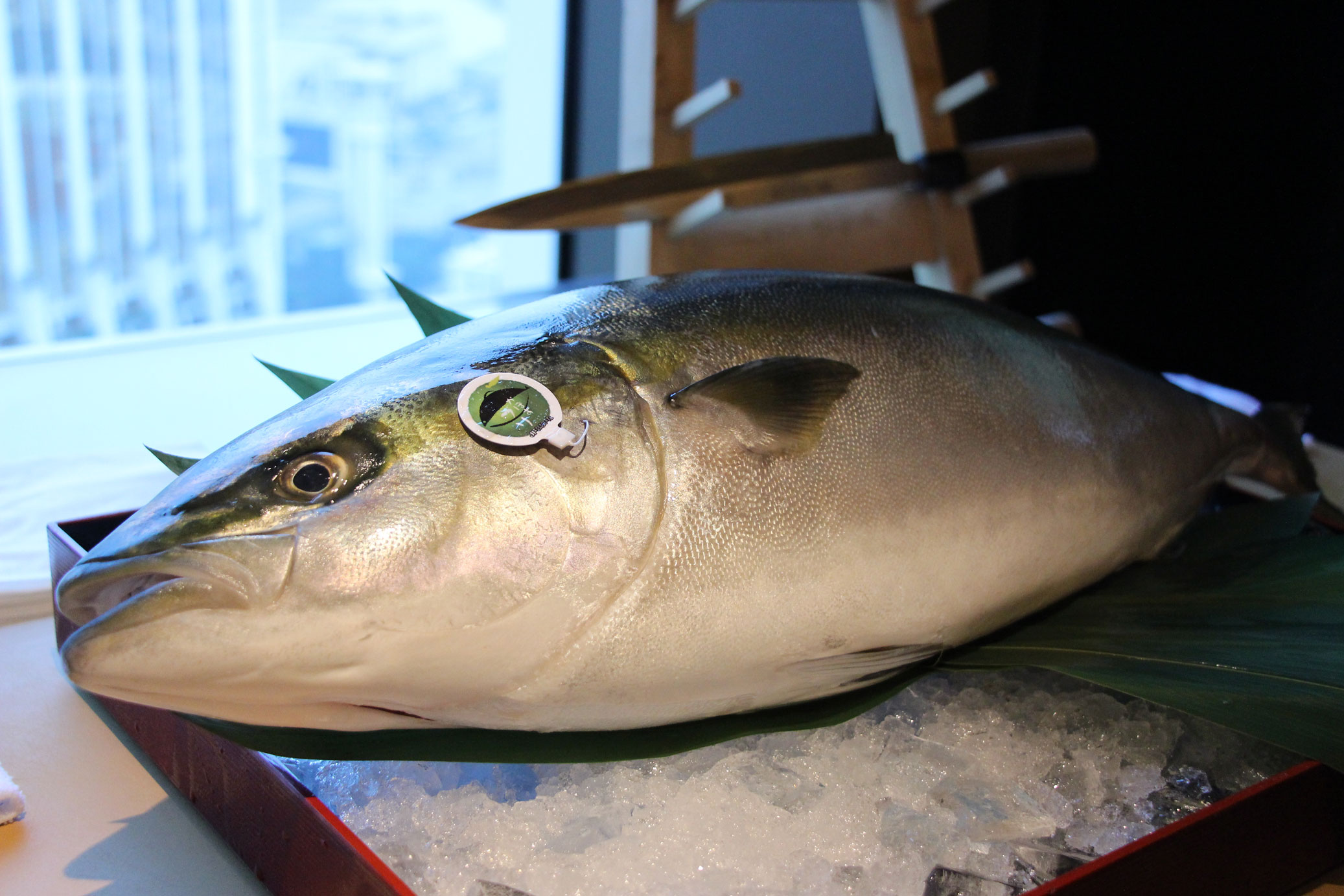 From Oita to Okura - Macau Closer