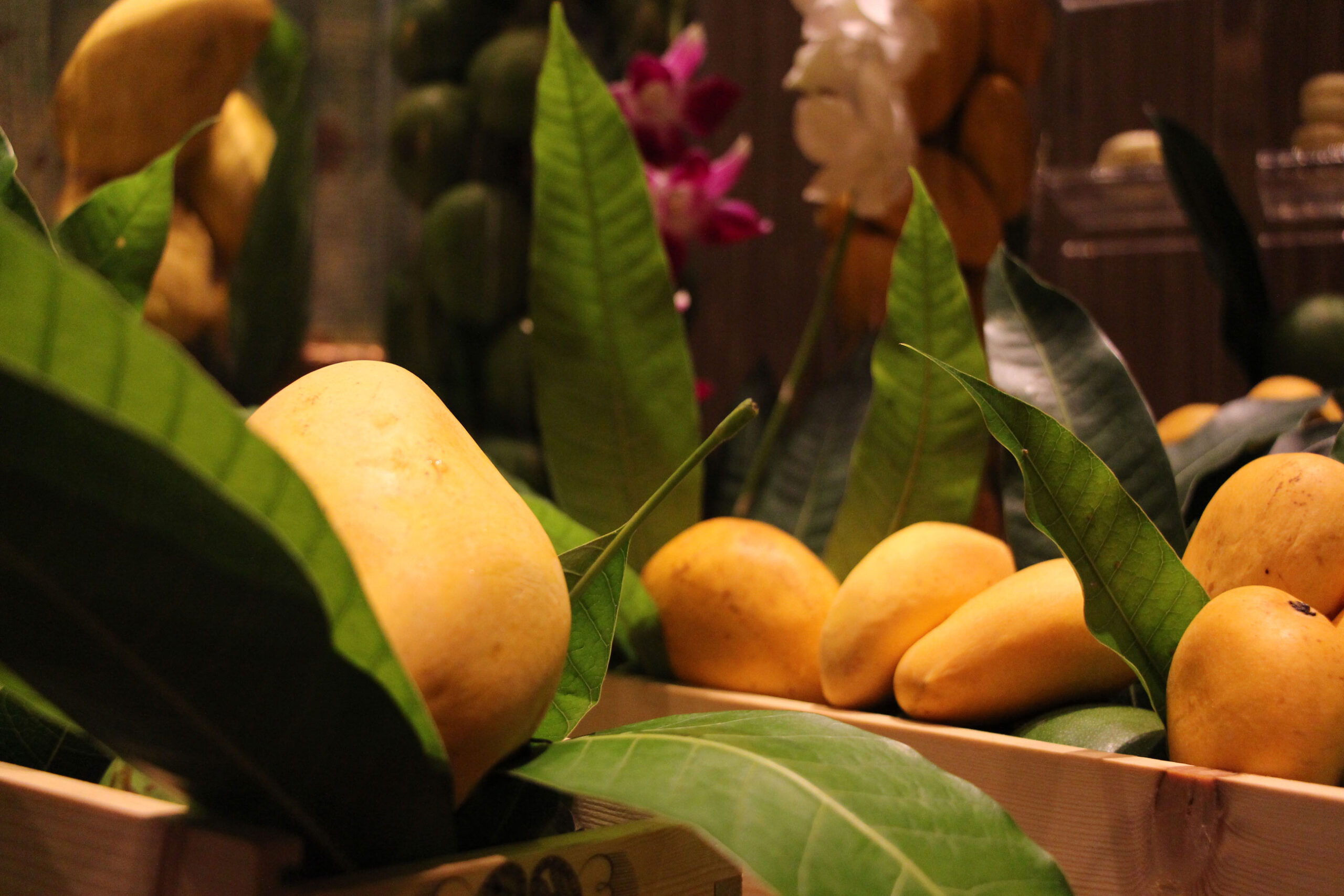 The Mango Season - Macau Closer