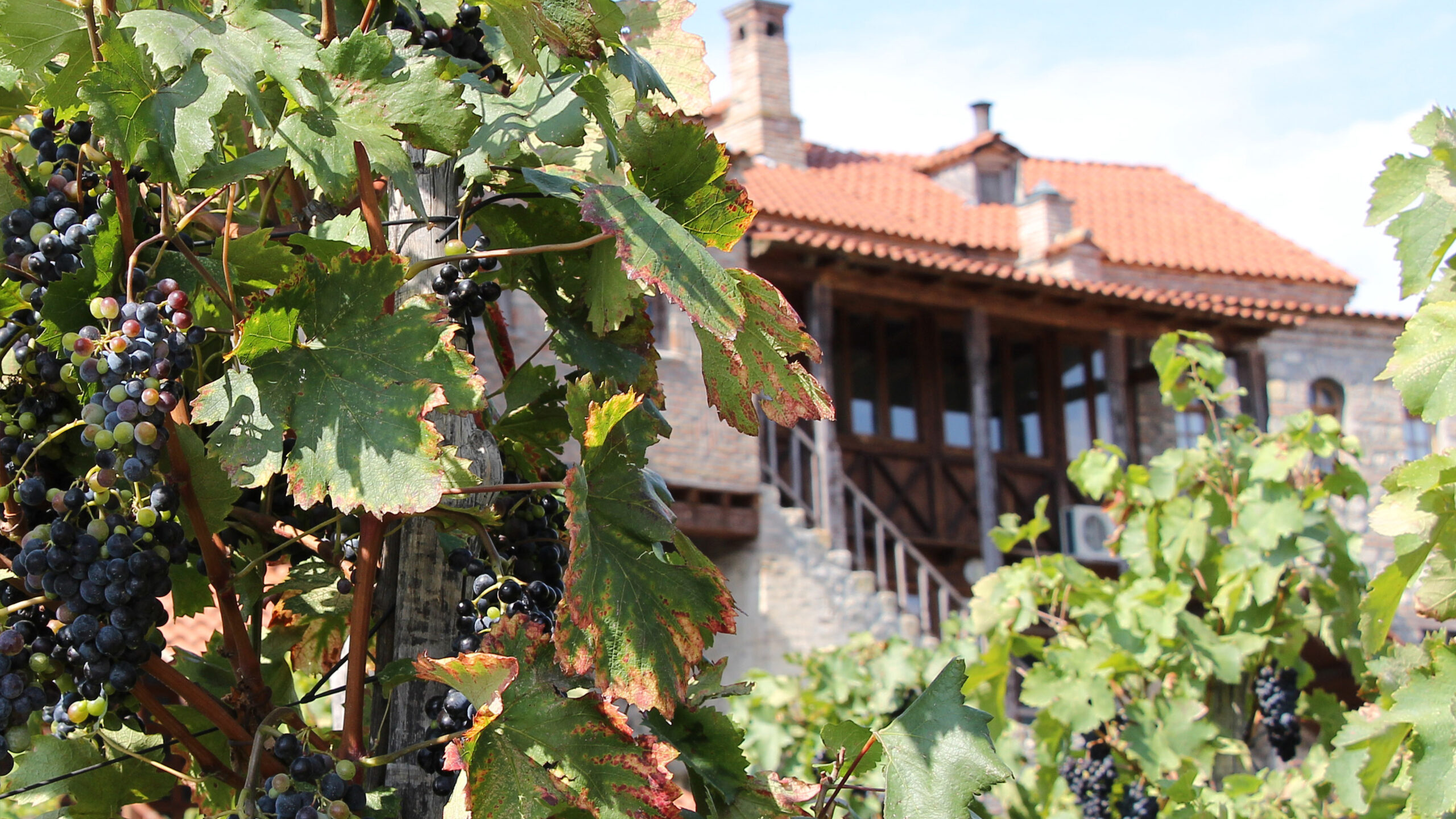 Back to Origins - Macau Closer